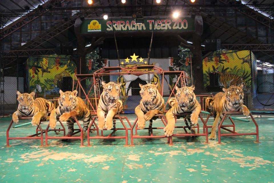 Sriracha Tiger Zoo - Thai SightSeeing